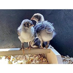 Single Bar Perch (15 inch Stretch)