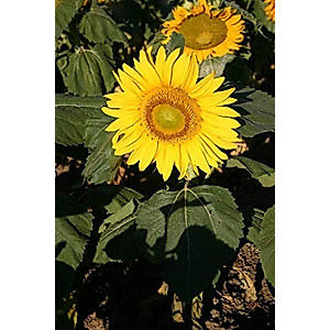 Dwarf Sunspot Sunflower Seeds for Planting, 25+ Flower Seeds Per Packet, (Isla's Garden Seeds), Non GMO & Heirloom Seeds, Botanical Name: Helianthus Annuus, Great Home Garden Gift