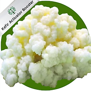 1 SET Milk Kefir Grains Set Starter Culture, Fresh Live Active Probiotic Start your own Kefir Culture at Home, Bulgaros de Leche, Pajaritos, Homemade Kefir Milk