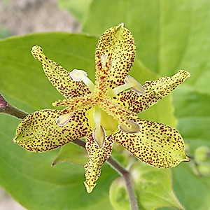 Tricyrtis Puberula Seeds Japanese Toad Lily Perennial Showy Low Maintenance Rabbit Resistnat Patio Containers Beds Outdoor 5Pcs Flower Seeds by YEGAOL Garden