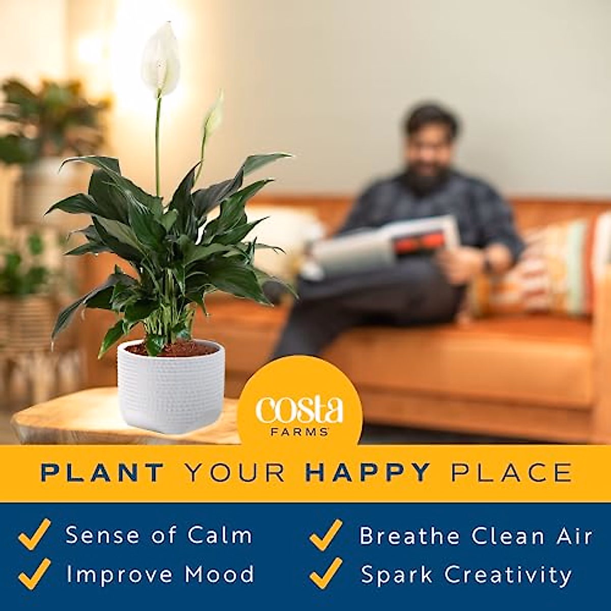 Costa Farms Peace Lily Plant, Live Indoor House Plant with White Flowers, Room Air Purifier in Premium Decor Planter, Potting Soil Mix, Anniversary, Housewarming Gift, Home Decor, 15-Inches Tall