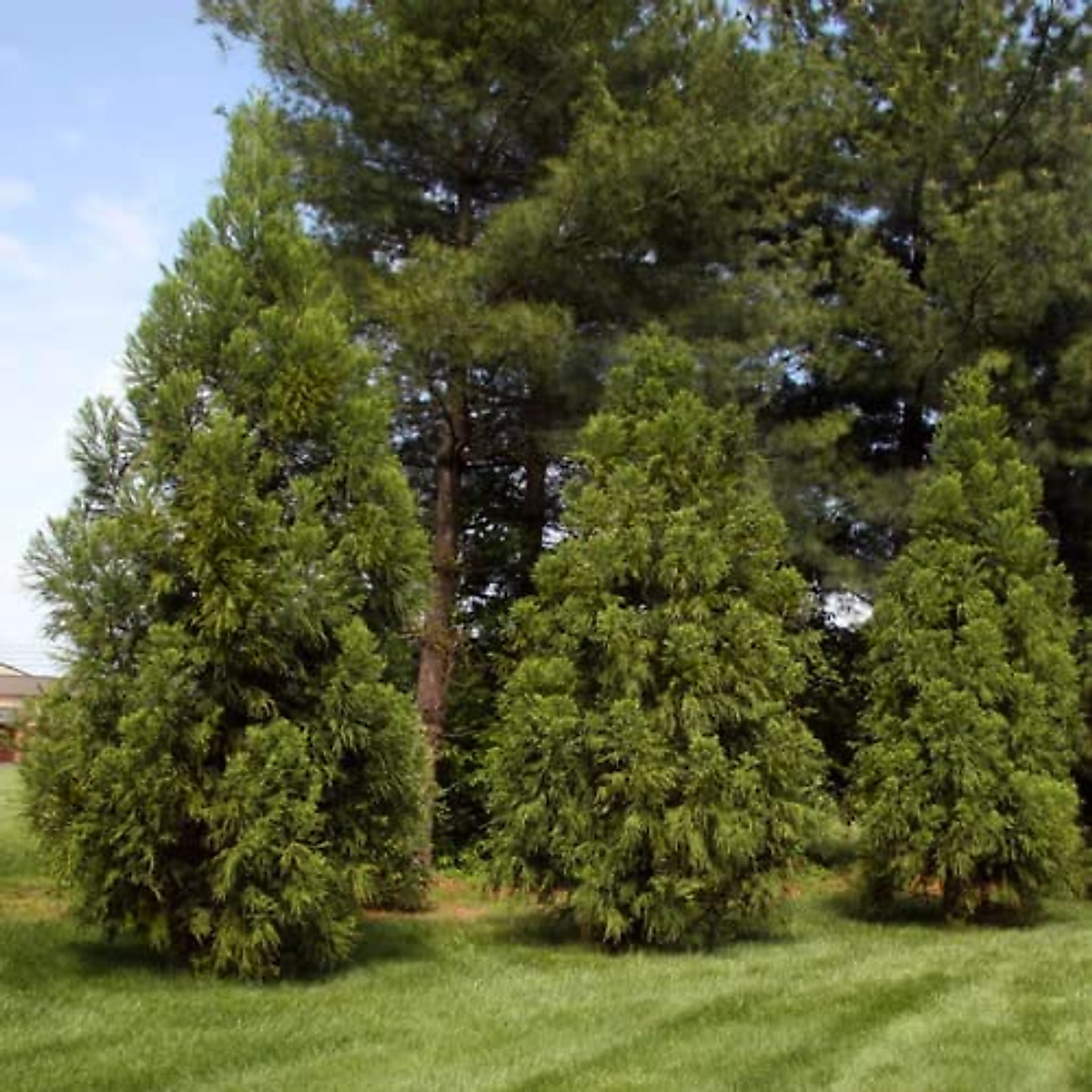 CHUXAY GARDEN 50 Seeds Cryptomeria,Cryptomeria Japonica,Sugi,Japanese Cedar,Japanese Redwood Evergreen Tree Great for Bonsai Easy to Grow & Maintain