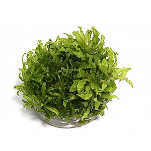 Mainam Pogostemon Helferi Downoi Live Aquarium Plants in Tissue Culture 100% Pest Free for Foreground Freshwater Aquatic Tank Imported Direct from Grower