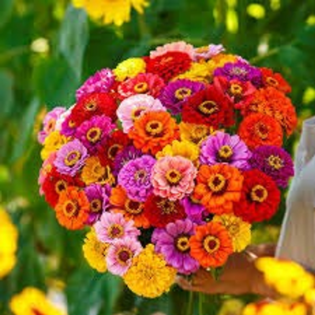 California Giant Zinnia Seeds Mix - Easy Growing, Cut Flowers