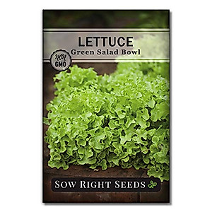 Sow Right Seeds - Large Lettuce Seed Collection for Planting - Buttercrunch, Jericho, Great Lakes, Salad Bowl, Little Gem, Giant Caesar and Lolla Rosa - Non-GMO Heirloom Seeds to Plant a Home Garden