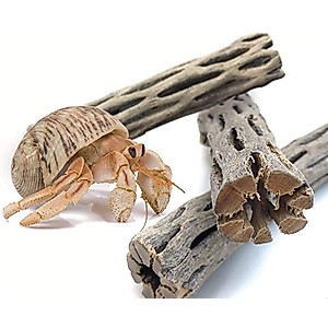 SunGrow Hermit Crab Woods, Climbing Logs, Chew Toy, Keep Hermies Busy and Active, Long Dried Aquarium Décor Adds Raw Beauty, 6 Pcs