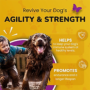 PetMade Turkey Tail Mushroom Antioxidant Dog Supplements & Vitamins Powder - Longevity Formula with Prebiotics and Probiotics for All Dogs, Gut Health, 5.3 oz