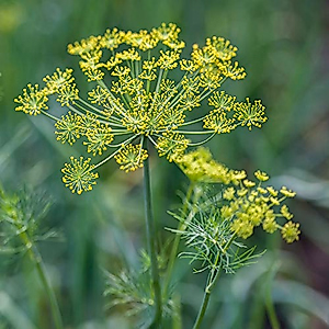 Outsidepride Anethum Graveolens Dill Herb Garden Plants for Cooking & Beneficial Insects - 1 Ounce