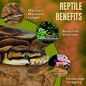 SunGrow Leaf Litter for Snakes, 10 Pcs Medium Indian Almond Catappa Leaves Substrate Maintain Humidity in Corn Snake and Ball Python Terrarium, 7-8 Inches, Reptile Tank Decor Accessories