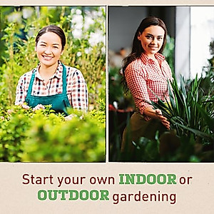 Garden Trends - Pea Seeds - Sugar Sprint Variety - Treated, Non-GMO Vegetable for Outdoor Planting Home Garden - Compact Vines - Edible, Stringless Pods - 100 Seeds