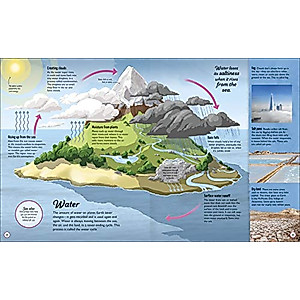 Life Cycles: Everything from Start to Finish (DK Life Cycles)