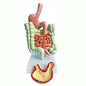 HEYBEC Model of Human Gastrointestinal Anatomy,Model of The Human System, Colon Disease Model, Structure of The Internal Organs for Teaching in Medical Displays