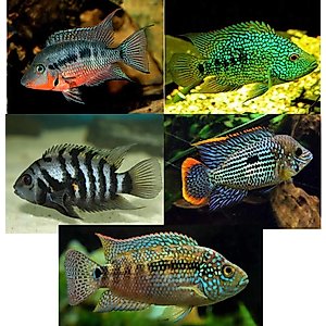 Family of (5) Live Cichlids 1-2" Live Tropical Fish Assorted South American Cichlids Fish