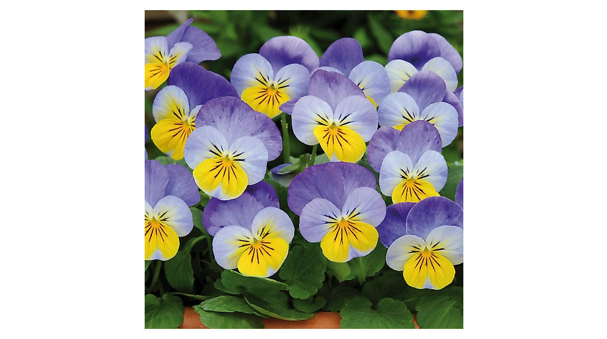 Johnny Jump Up Seeds - Easy to Grow & Pollinator Friendly