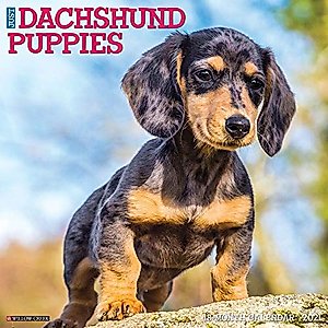 Just Dachshund Puppies 2021 Wall Calendar (Dog Breed Calendar)