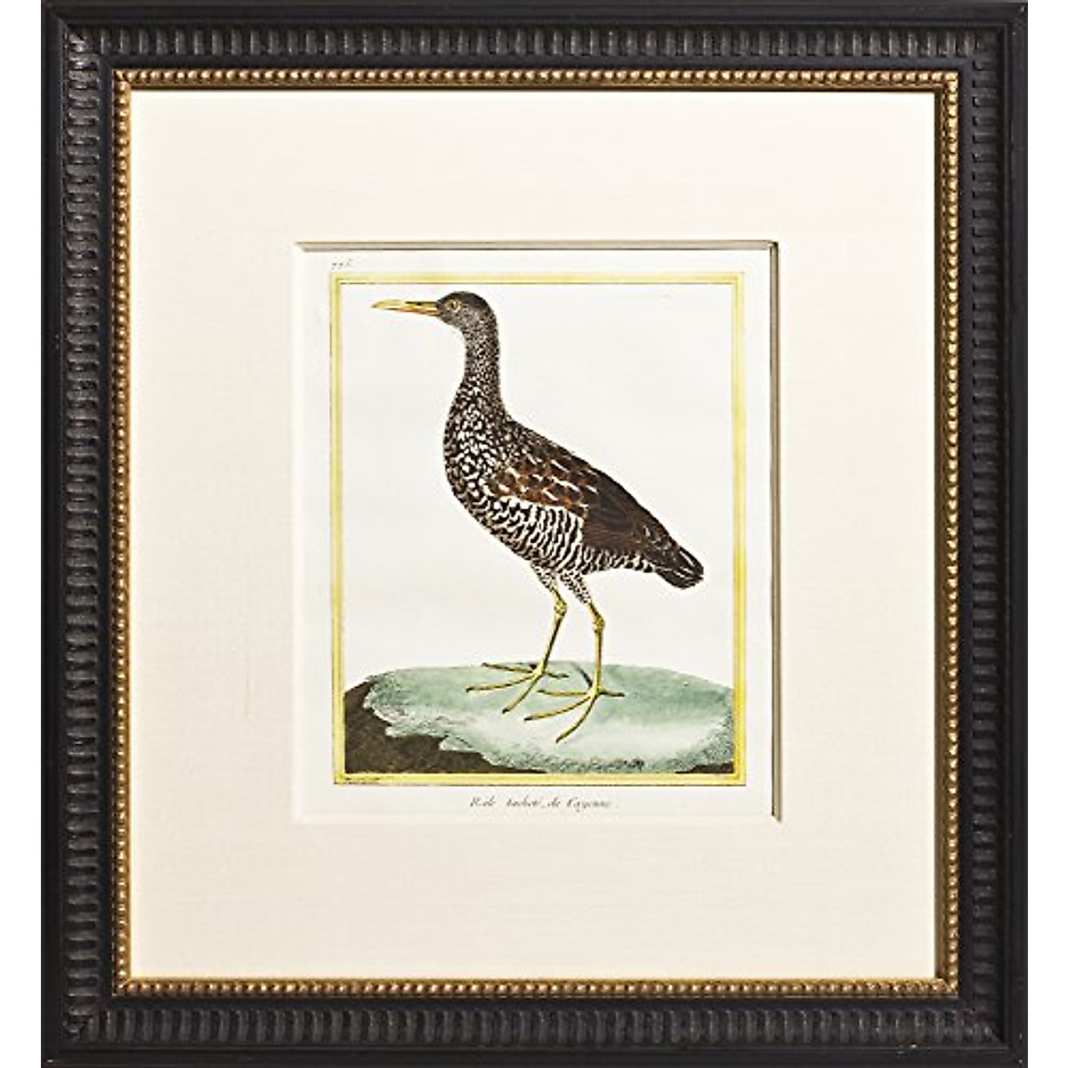 Plate 775: Rale tatchete, de Cayenne