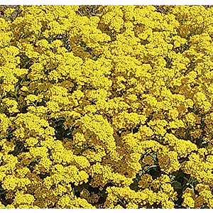 3500 Basket of Gold Seeds - Perennial for Borders, Beds, Rock Gardens, Ground Cover