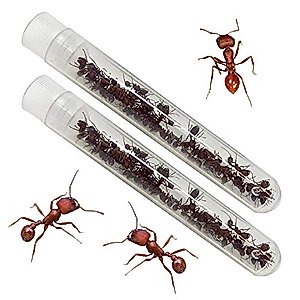 Insect Lore Two Tubes of Live Harvester Ants