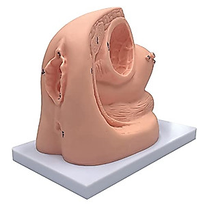 LXT PANDA Catheterization Model, Medical Practice Traning Model, Female Internal and External Catheterization Model- PVC Manikin Teaching Model - for Gynecology Medical Educational Training Aid.