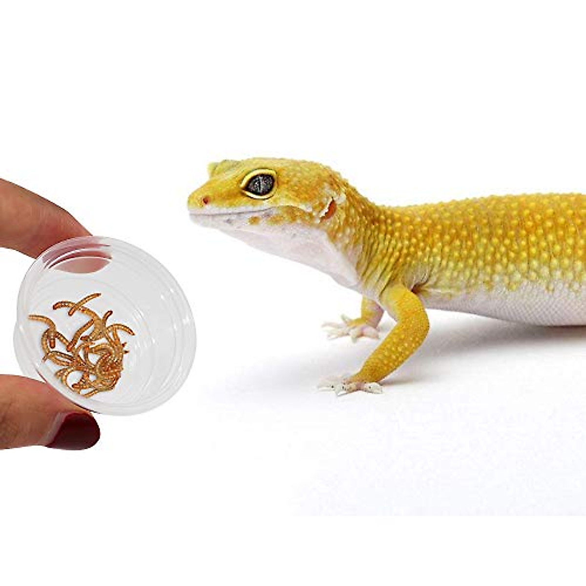 SLSON Small Gecko Food and Water Cups 100 ct Plastic Feeder Cups for Reptile Feeding Bowls for Crested Gecko Lizard and Other Small Pet, 0.5 oz