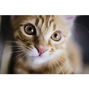 I LOVE MY PETS LLC Cats probiotic Supplement - CAT Digestive AID - Healthy PROBIOTICS - Chews - cat Stomach Relief Natural - 60 Treats (1 Bottle)