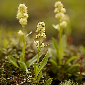 Speick, Active Shaving Cream, 2.5 Ounce