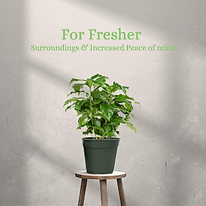 American Plant Exchange Arabica Coffee 3 Pack Fuit Producing Live Plants, Three 4" Pots, Fragrant White Flowers