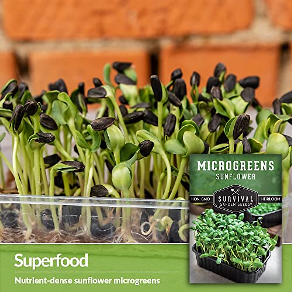 Survival Garden Seeds Sunflower Microgreens for Sprouting and Growing - 2 Packs - Sprout Green Leafy Micro Vegetable Plants Indoors - Grow A Mini Windowsill Garden - Non-GMO Heirloom Variety