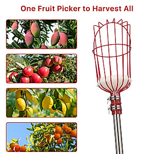 Fruit Picker Tool, 13 Ft Extendable Pole with Basket for Fruit Picker, High Reach Stainless Steel Fruit Picking Tool for Apple, Orange, Citrus, Pear, Mango from Trees, Easy Install and High Reach