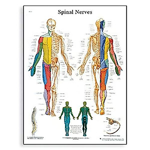 3B Scientific VR1621L Glossy Laminated Paper Spinal Nerves Anatomical Chart, Poster Size 20" Width x 26" Height