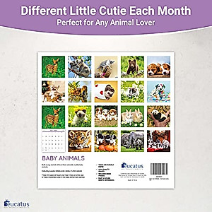 Super Cute 18 Month Baby Animals Wall Calendar 2023-2024. Big 12x12 Inch Novelty Gift With Puppies, Kittens and More. Great for Men, Women or Kids. Perfect Stocking Stuffer or Decor for Animal Lovers.