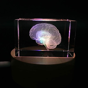 3D Human Brain Anatomical Model Paperweight(Laser Etched) in Crystal Glass Cube Science Gift (No Included LED Base)(3.1x2x2 inch)