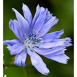 Rare Blue Daisy Seeds for Planting - Beautiful Flowers for The Garden