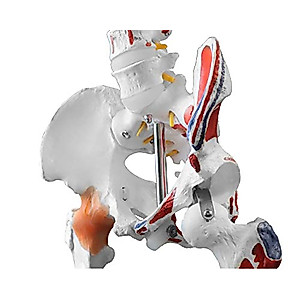 Vision Scientific VAS215-DC Medical Grade, Full Size Skeleton W Hand Painted Muscles & Ligaments | Thick Zip Dust Cover | Skeleton Wired for Natural Movement | Mounted on Roller Stand W Manual