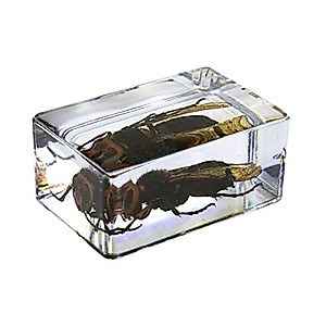Celestron – Real 3D Bugs in Clear Resin – 4pc Set Includes Wasp, Ant, Chafer, and Beetle Specimens – Perfect for Science Eduction and Classroom – Use with Digital and Stereo Microscopes