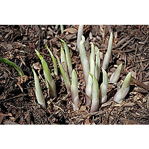 Hosta Mixed - 6 Perennial Bare Roots