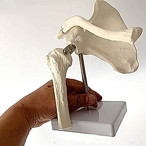 Study Model Educational Model ThreeDimensional Skin Structure Model Junior High School Biology Demonstration Teaching Aids Human Section Skin Tissue Layer Anatomy Enlarged Model,Medical Models LPKL