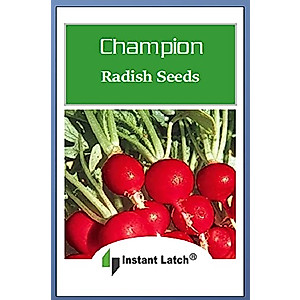 100 Champion Radish Seeds | Non-GMO | Fresh Garden Seeds