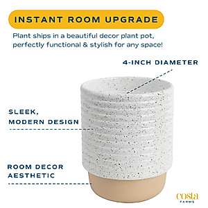 Costa Farms Money Tree, Easy Care Live Indoor Plant In Premium Ceramic Planter, Unique Gift for Birthdays, Prosperity, Good Luck, Excellent Room Décor And Dorm Decor, 16-Inches Tall