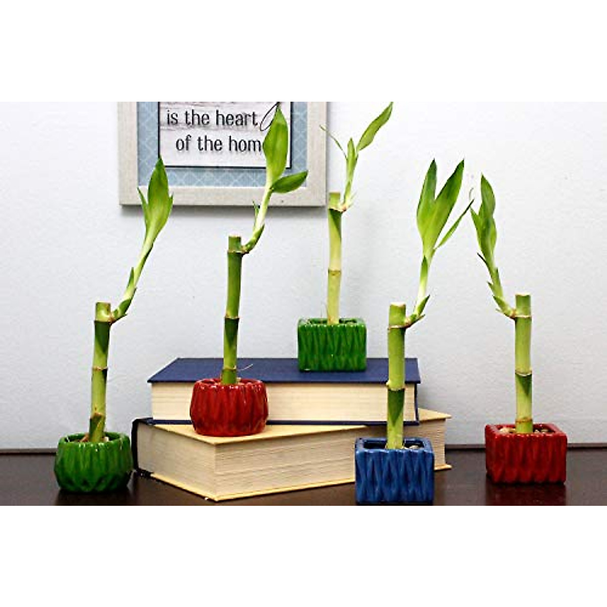 NW Wholesaler - 4" Live Lucky Bamboo Plant - Bundle of 20 Stalks - Live Indoor Houseplants for Home Decor, Live Bamboo Plant, Indoor Low Light Plants, Feng Shui (20)