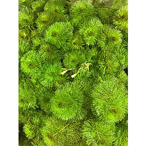 Marcus Fish Tanks Green Cabomba Caroliniana Easy Live Aquarium Plants for Aquatic Freshwater Fish Tank BUY2GET1FREE