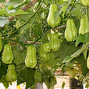 QAUZUY GARDEN- 20 Chayote Seeds Mirliton Choko Non-GMO Heirloom Perennial Vegetables Survival Gear Food Seeds Drought Tolerant Easy to Grow