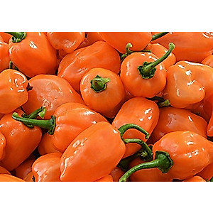 Orange Habanero Hot Pepper Seeds- 50+ Seeds
