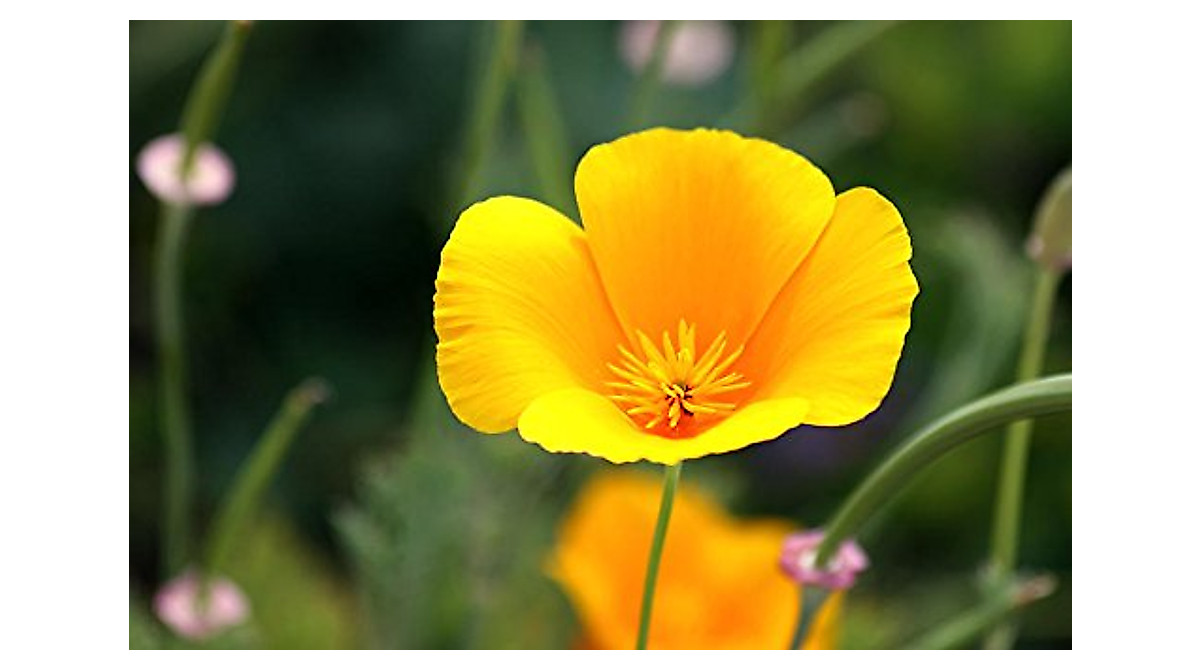 Golden Yellow California Poppy Seeds - Over 2000 Non-GMO Heirloom Flowers