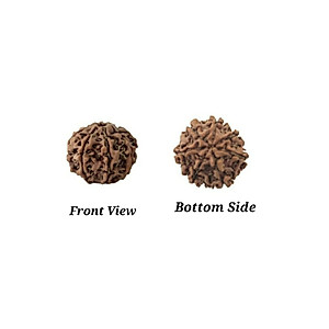 7 Mukhi Nepali Authentic Rudraksha Bead. Seven deep Groove face rudraksha Without Color, Wax and Chemical Treatment. Rudraksha Bead for Yoga, Meditation, Prayer and Stress Healing
