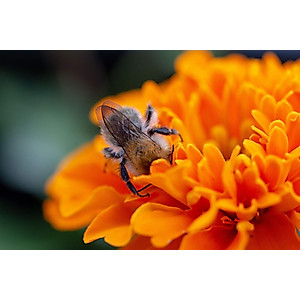 Mason Bee Tubes | 100 Pack of 6 inch Long by 5/16 Inner Diameter Hole Cardboard Bee House Tubes | Great Paper Refills or Inserts/Liners for a Bee House, Bee Condo, Hotel, or Nest