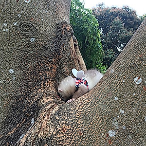 Ferret Harness and Leash Adjustable, Blue Sakura Cotton Cloth Ferret Walking Vest, Soft and Breathable Ferret Lead Leash with Angel Wings and Safe Bell