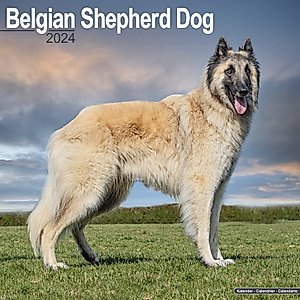 Belgian Shepherd Calendar - Dog Breed Calendars - 2023 - 2024 wall calendars - 16 Month by Avonside