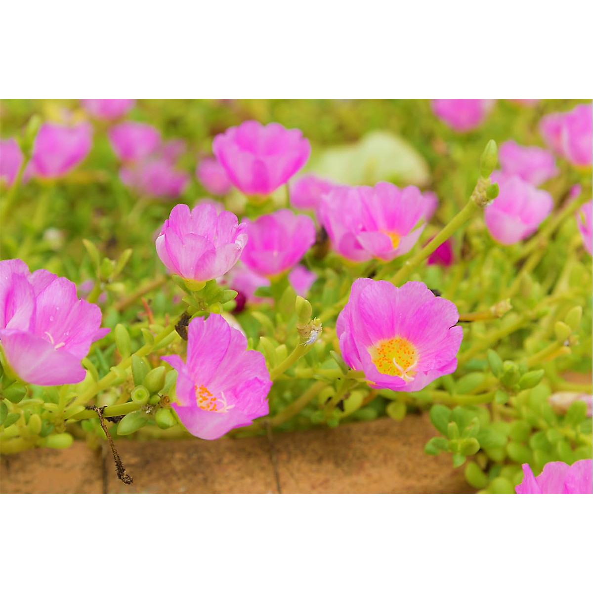 2000+ Moss Rose Seeds for Planting Outdoor Rare Purslane Seeds Succulent Ground Cover Plant Portulaca Oleracea Seeds