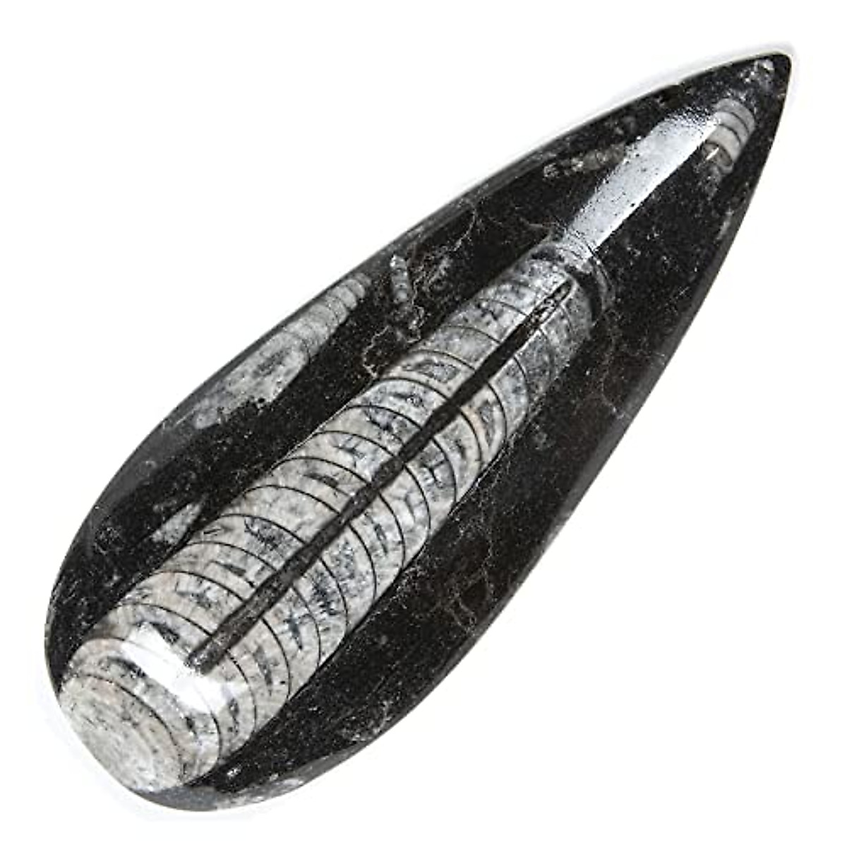 KALIFANO Authentic Natural Orthoceras Fossil - Extinct Cephalopod Shell from Morocco